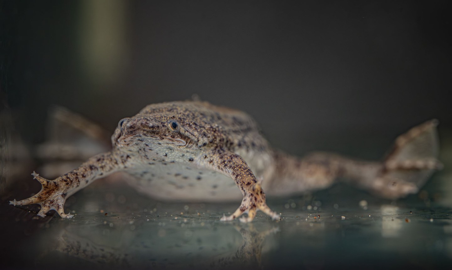 Rare Toad species bred at Chester Zoo for the first time – The Chester blog