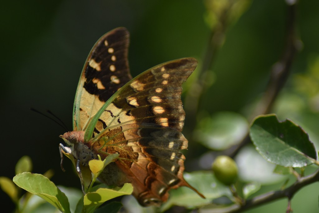 Zoo launches butterfly survey in Madagascar – The Chester blog